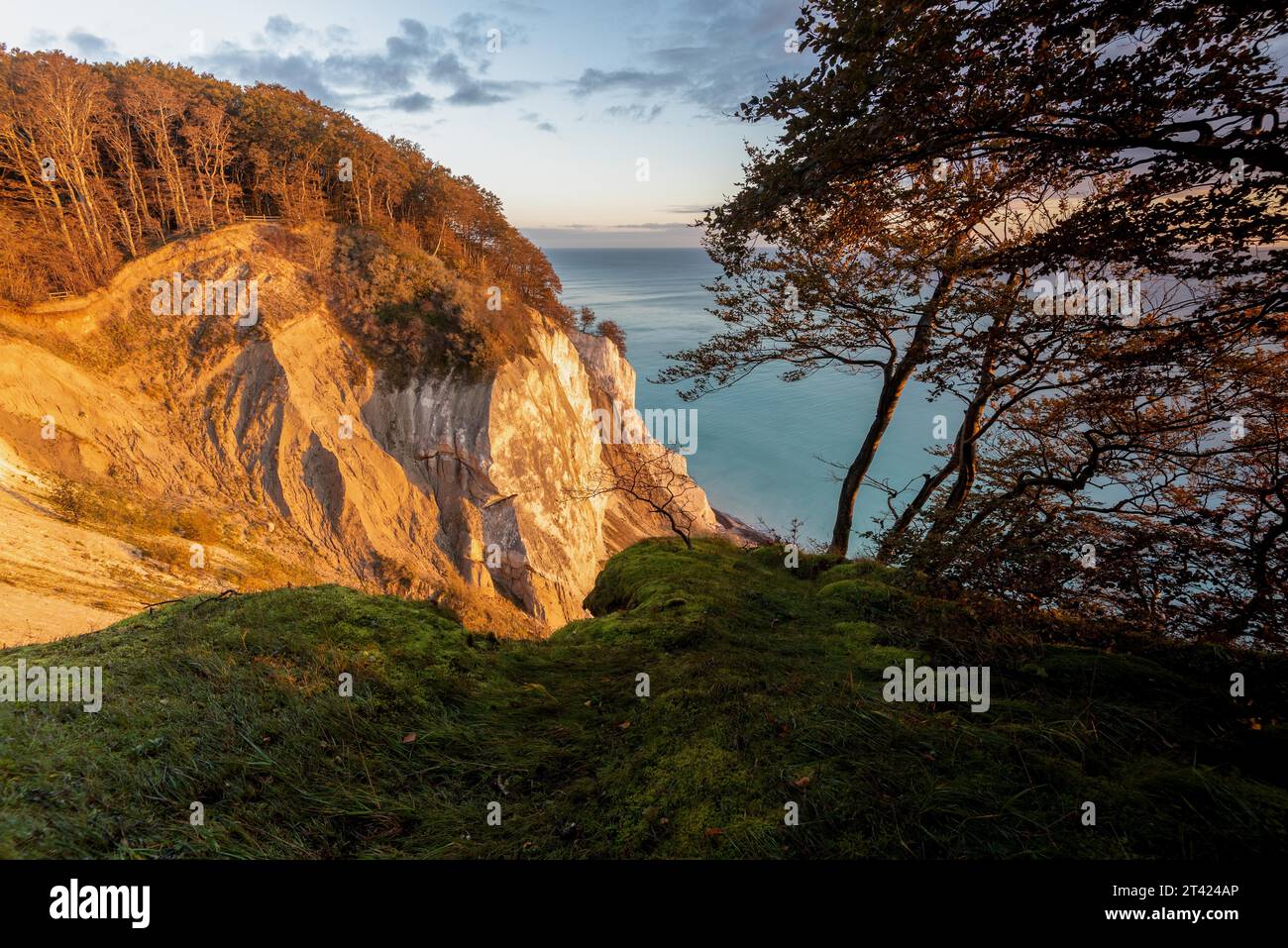 Morning sun shines on chalk cliff Moens Klint, Baltic Sea island Moen ...
