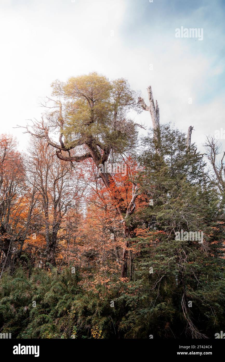 A vertical of tree in Conguillio national park in autumn, Melipeuco ...