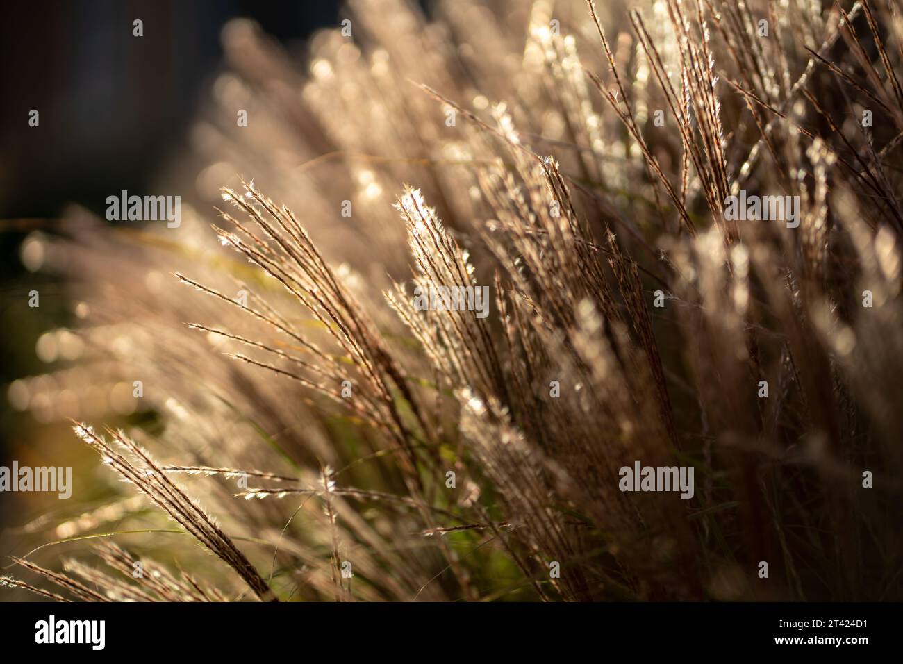 Dry pampas grass at sunset light. Plant Cortaderia selloana soft focus ...