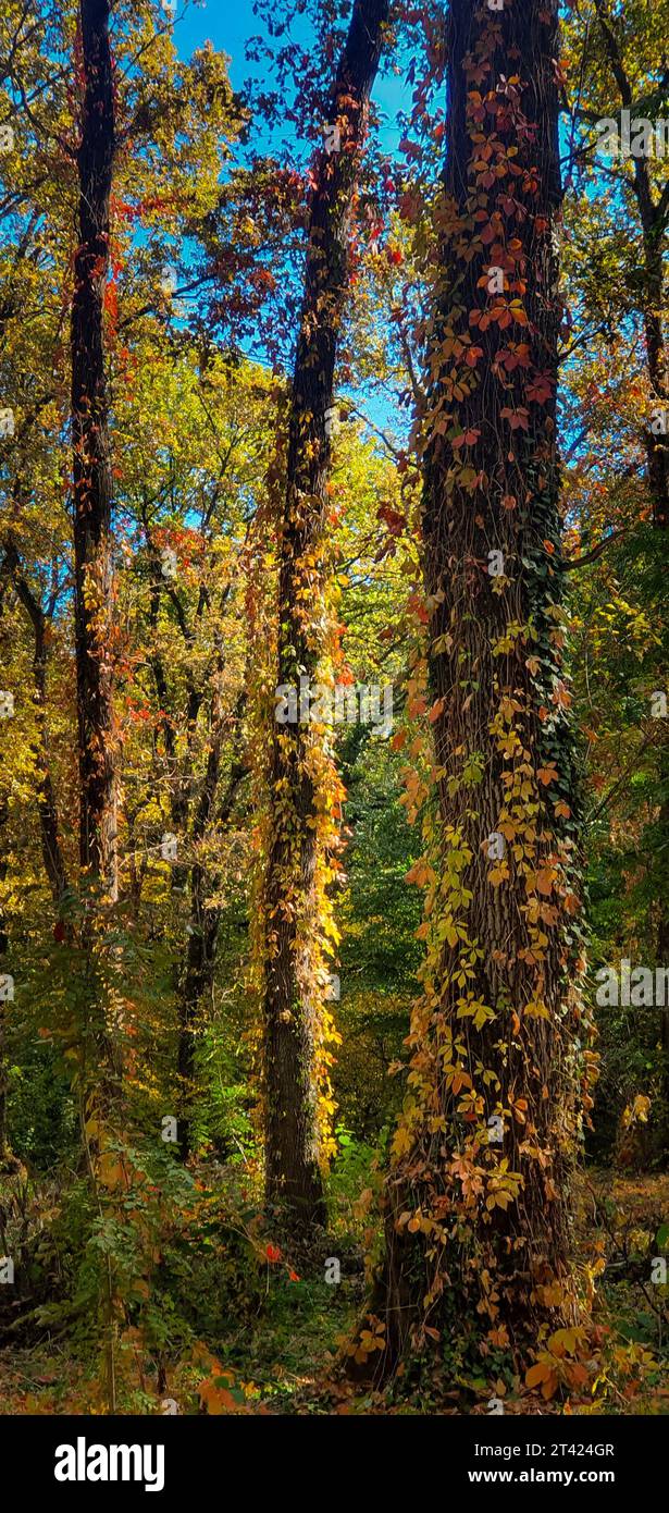 Crawling colorful plants on trees in the forest Stock Photo - Alamy
