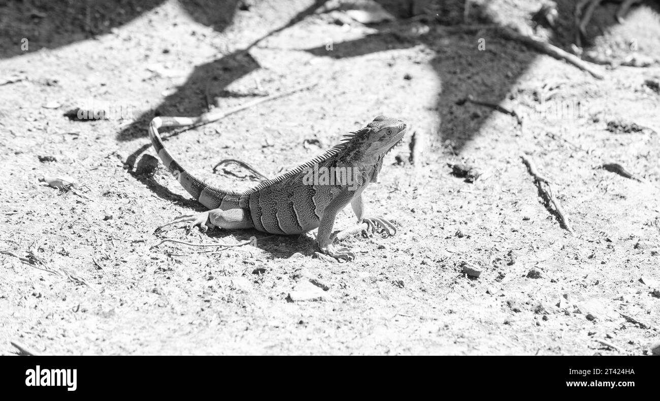 sunny photo of iguana lizard reptile. iguana lizard outdoor. iguana ...