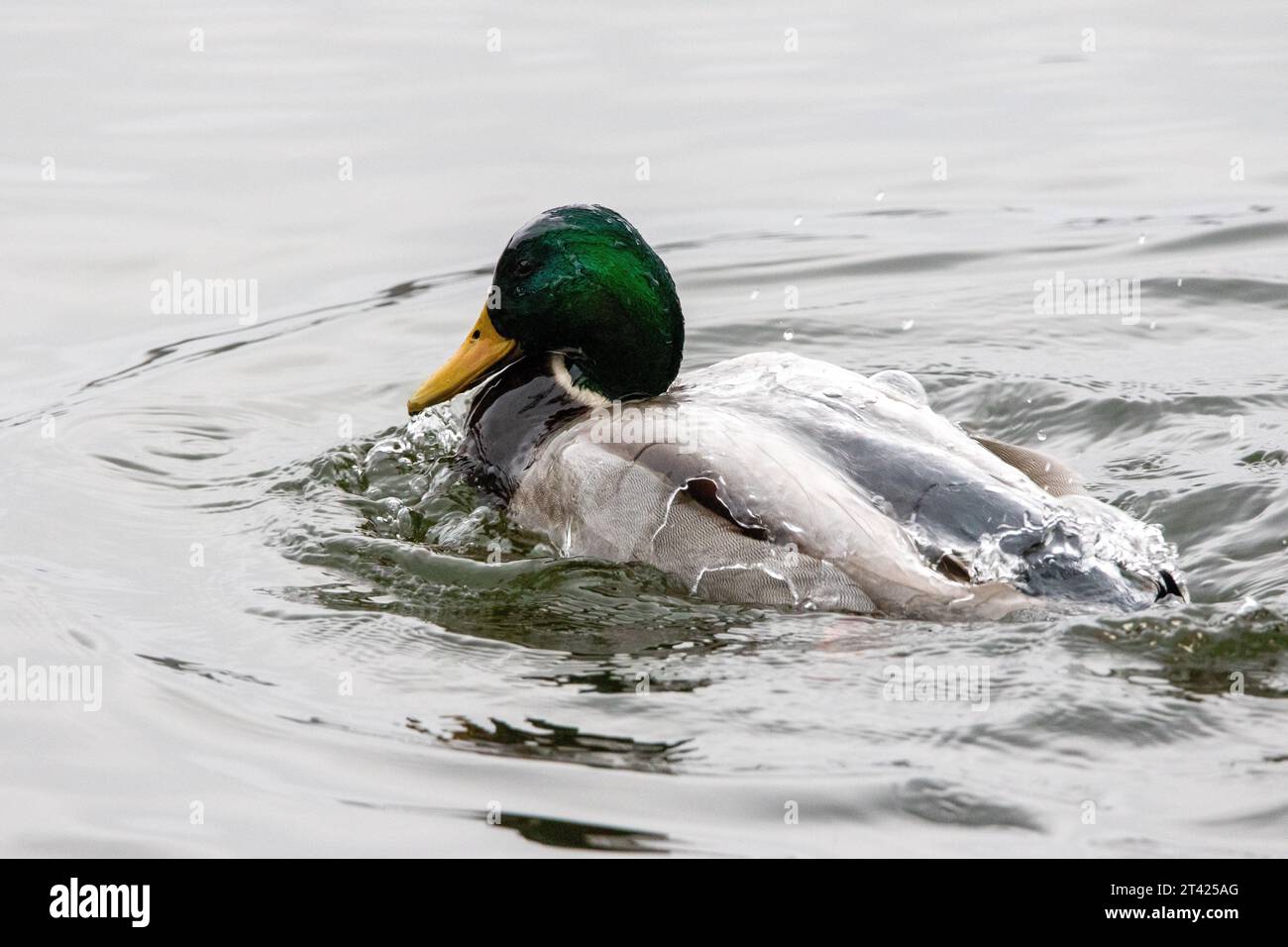 A duck swimming across a tranquil lake, its wake rippling beneath its ...