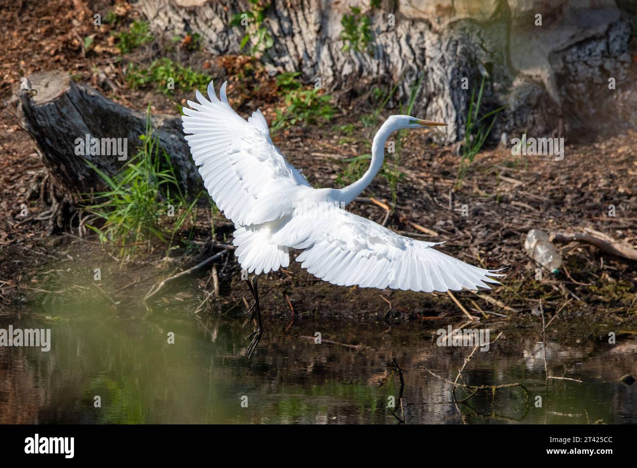 A majestic white bird stands overlooking a peaceful body of water, its ...