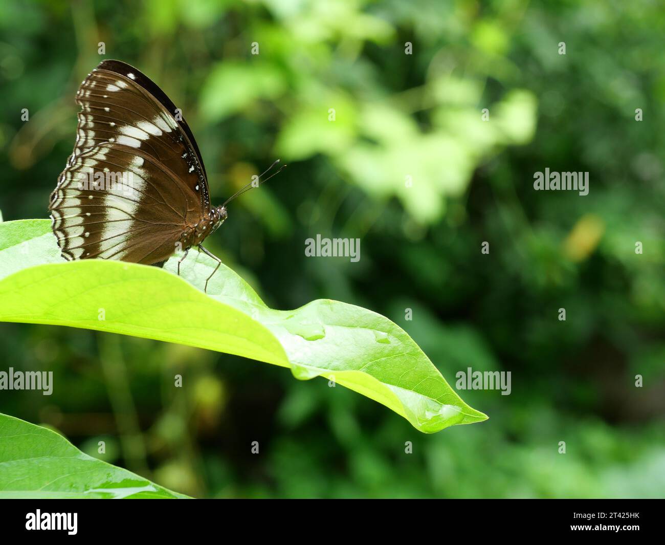 Blue Moon or Great Eggfly (Hypolimnas bolina) butterfly on leaf with ...