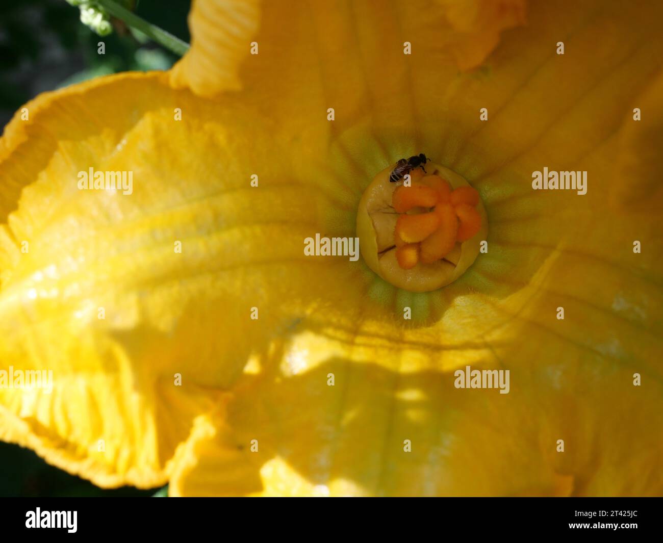 Red dwarf Honey bee pollination in pumpkin blossom, Insect seeking nectar in yellow and orange ...