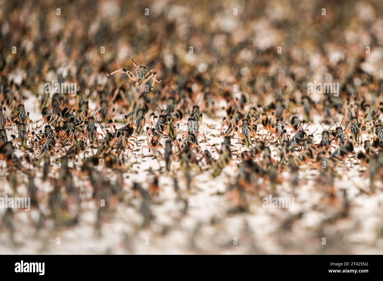 Behavior imaging hi-res stock photography and images - Alamy