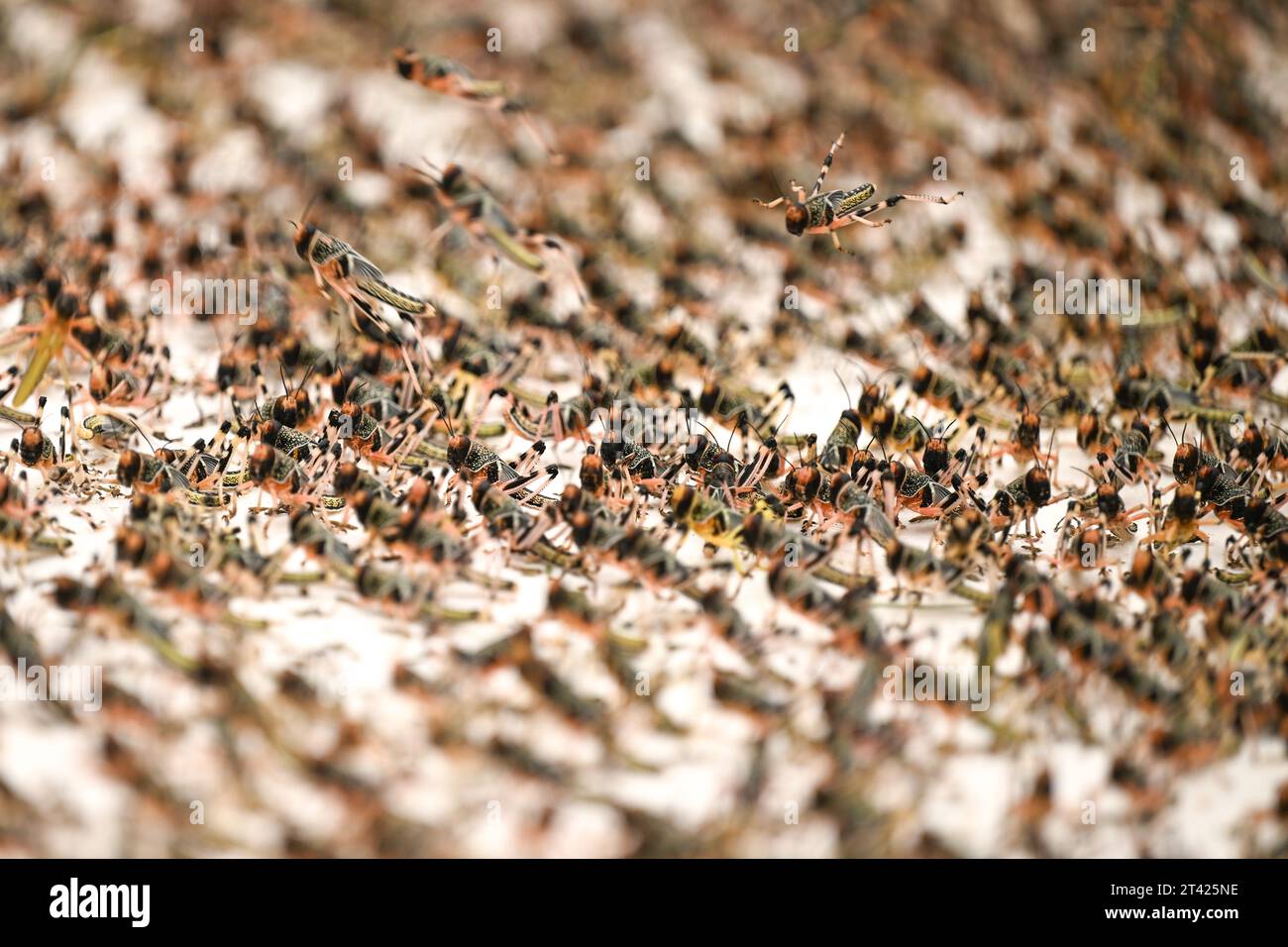 Konstanz Am Bodensee, Germany. 17th Oct, 2023. Thousands of desert ...