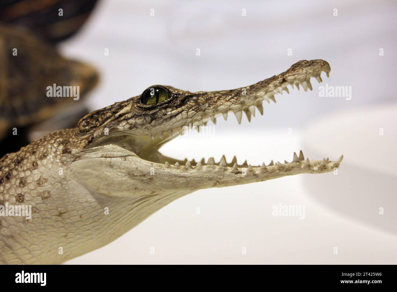 A close-up image of a crocodile standing beside an open-mouthed ...