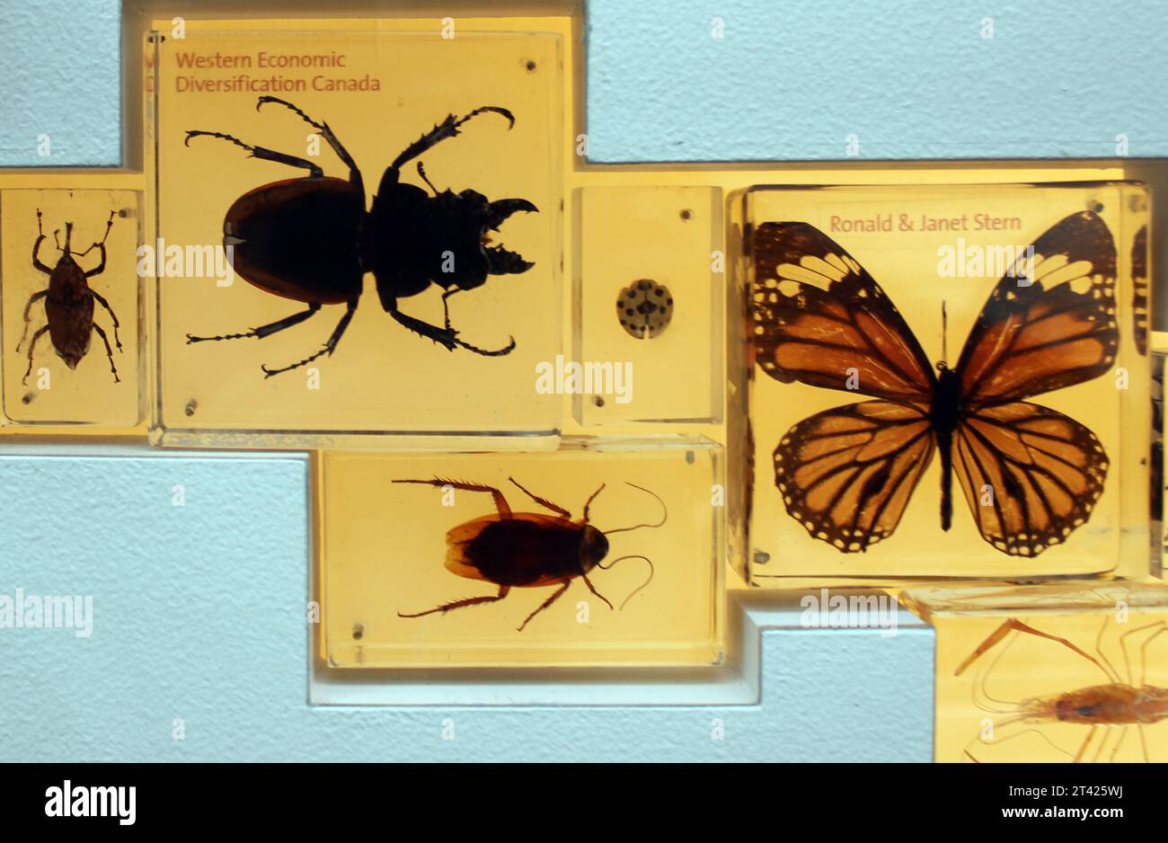 A glass-paneled showcase featuring a collection of various brightly ...