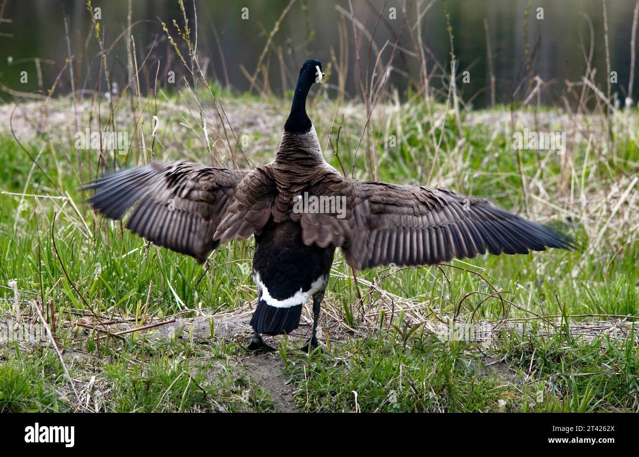 An avian creature stretches out its wings as it strides across a lush ...