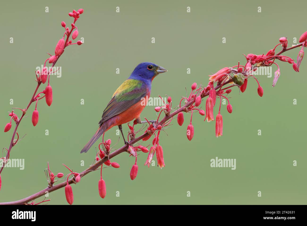 A vibrant and colorful bird is perched atop a lush green branch, its ...