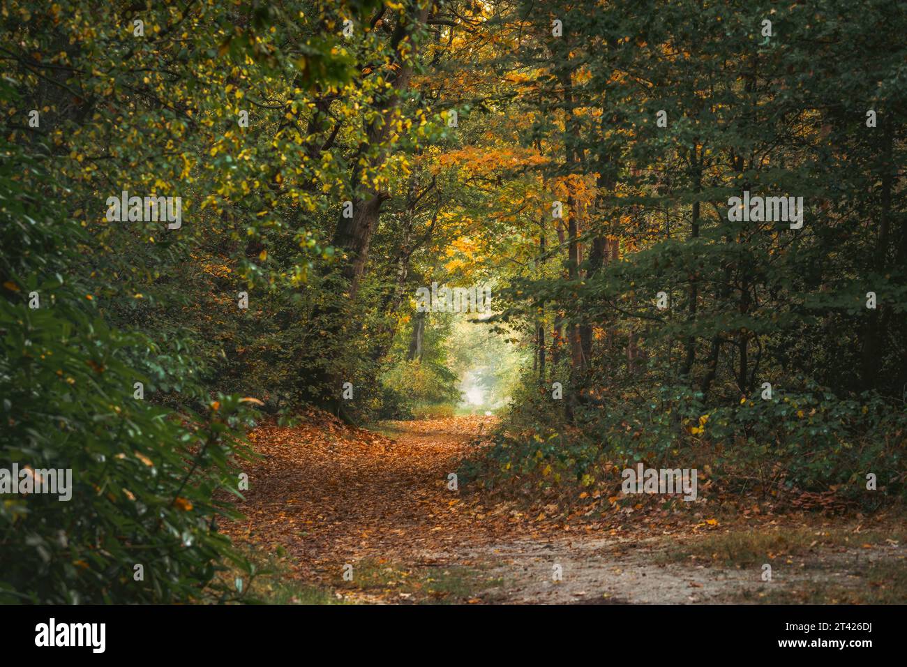A scenic path leading into a wooded area lined with golden autumnal ...
