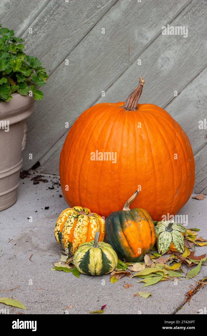 Close up texture background of a group of colorful autumn gourds ...