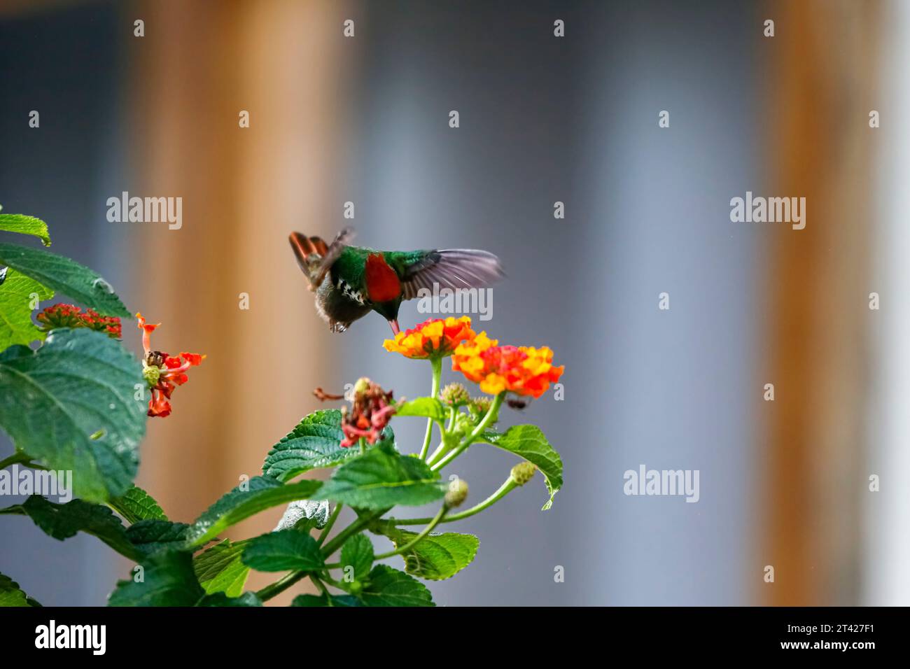 Frilled leaves hi-res stock photography and images - Alamy