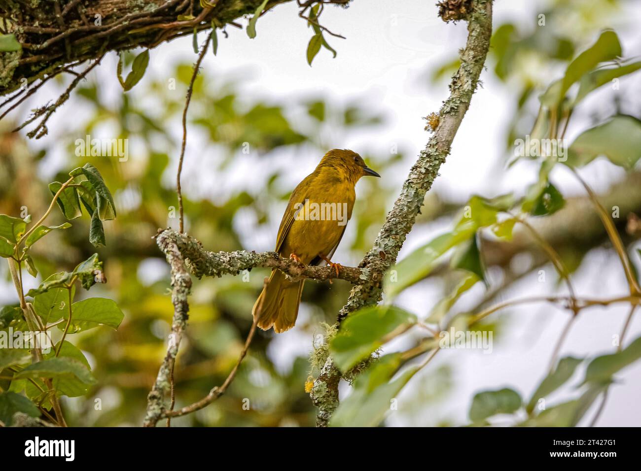 Olive-green tanager perched on a branch against natural b background ...