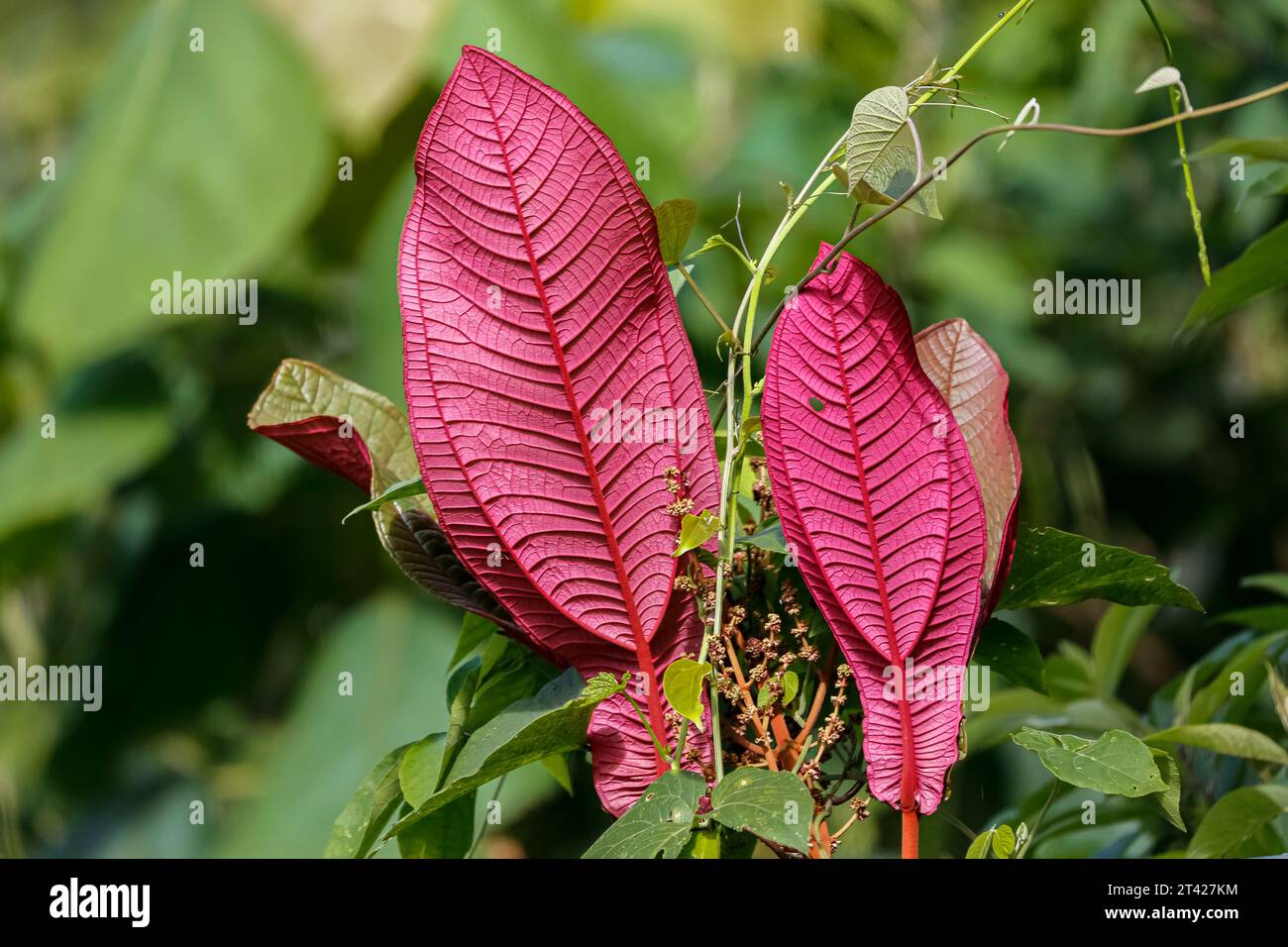 Red leaves against green hi-res stock photography and images - Alamy
