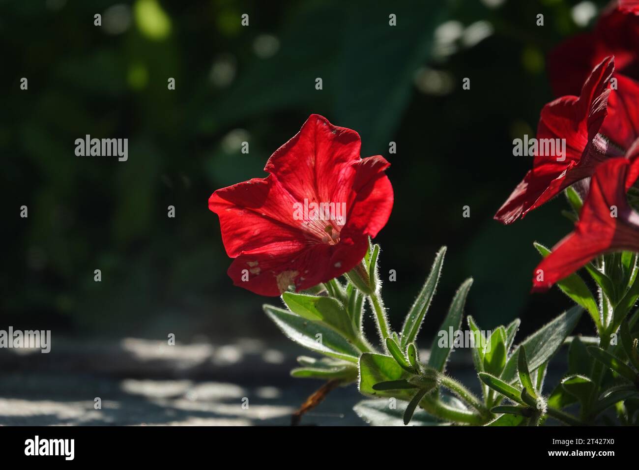 red flower lit by the sun against a dark green background Stock Photo ...