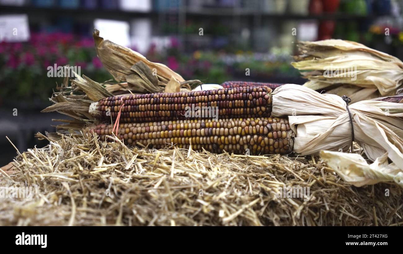 A stack of hay, with two bundles of corn placed at the top Stock Photo ...