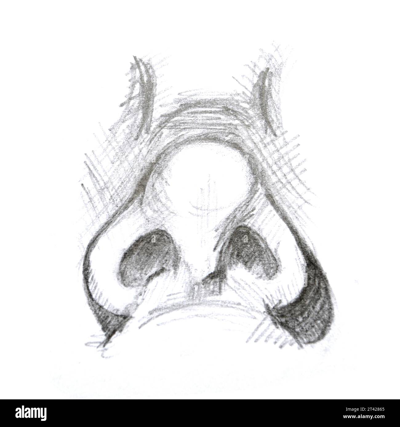 Human biology, organ anatomy illustration. engraved hand drawn in old ...