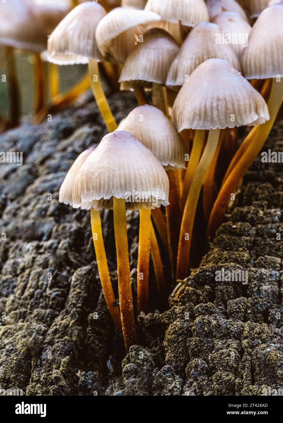 A close-up of wild mushrooms growing out of a decaying tree stump in a ...