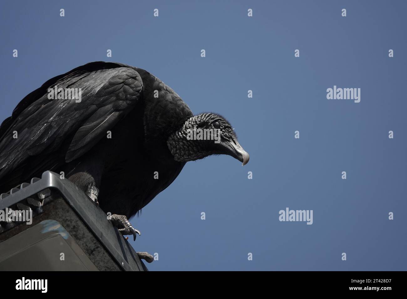 A black vulture perched on a street lamp, looking down towards the ...