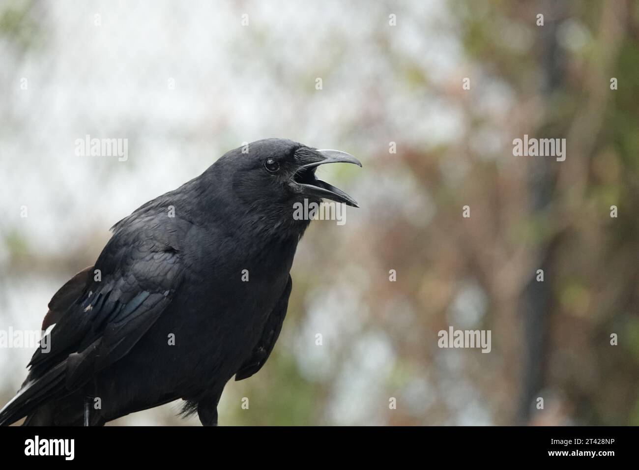American crow beak hi-res stock photography and images - Alamy