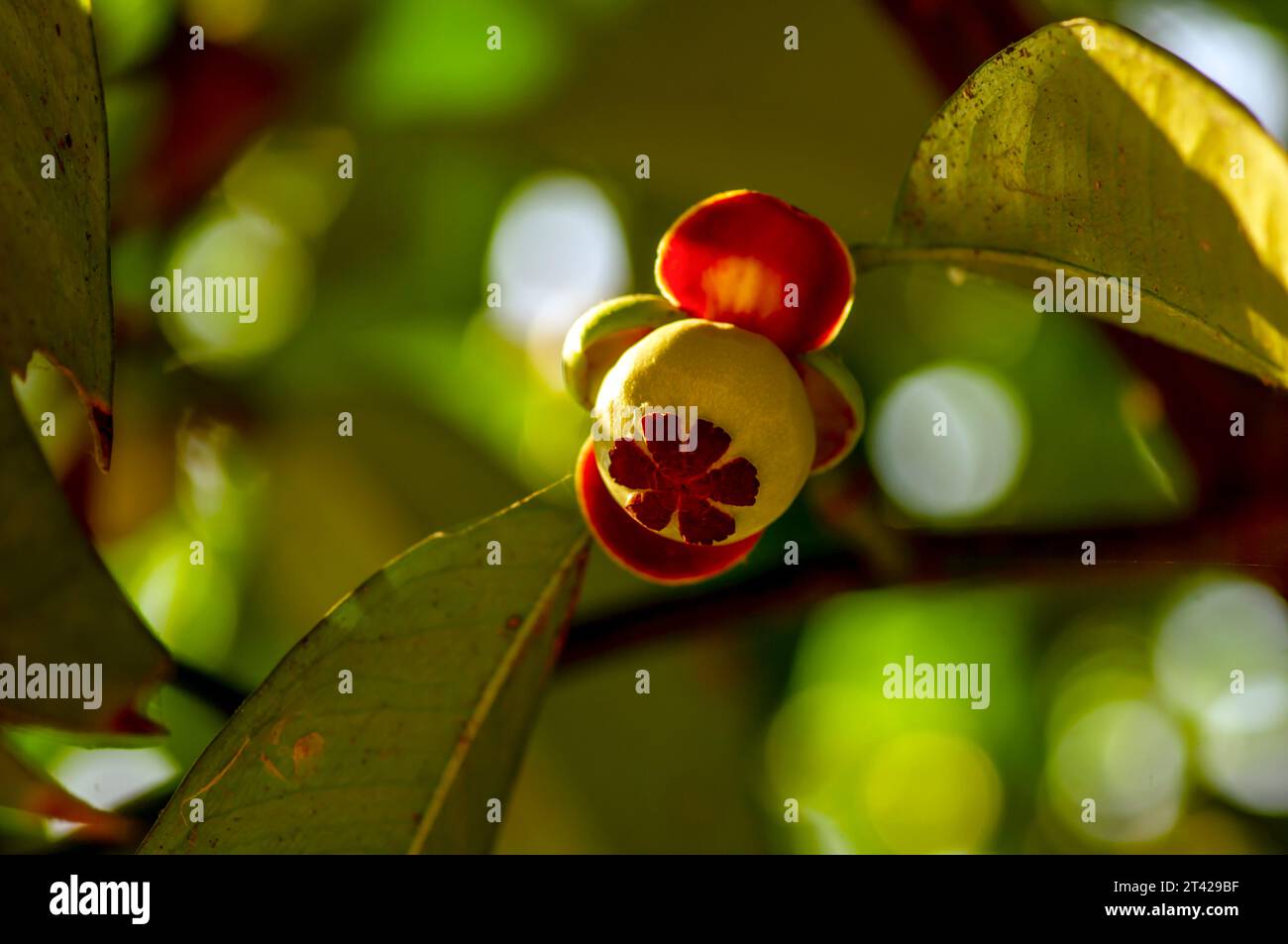 Mangosteen tree hi-res stock photography and images - Alamy