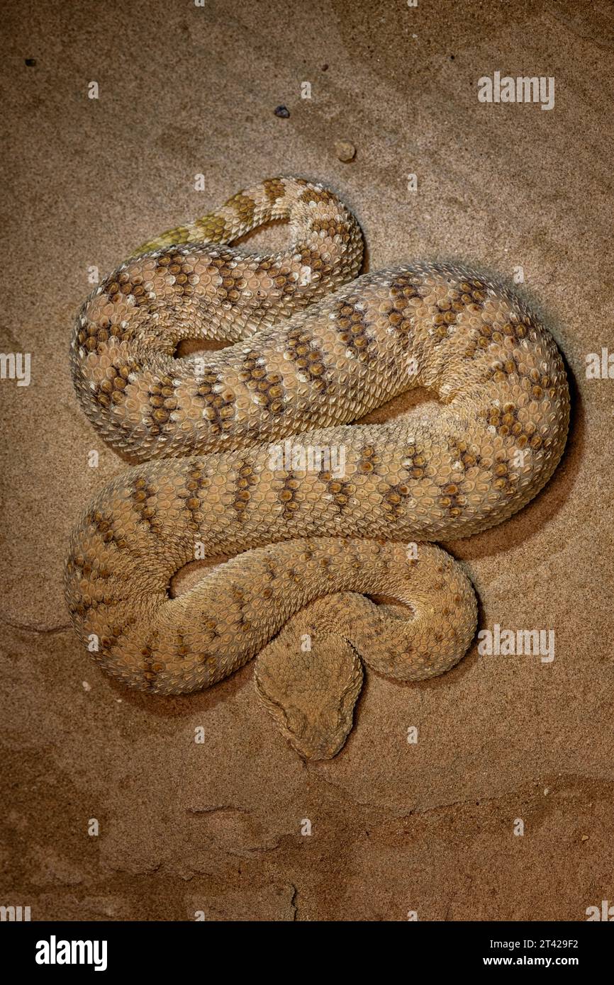 A large brown snake with long, striped tail coiled around its small ...