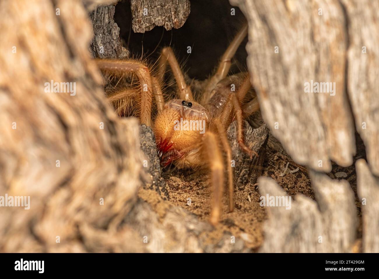 A close-up shot of a brown spider crawling out of a hole in a tree ...