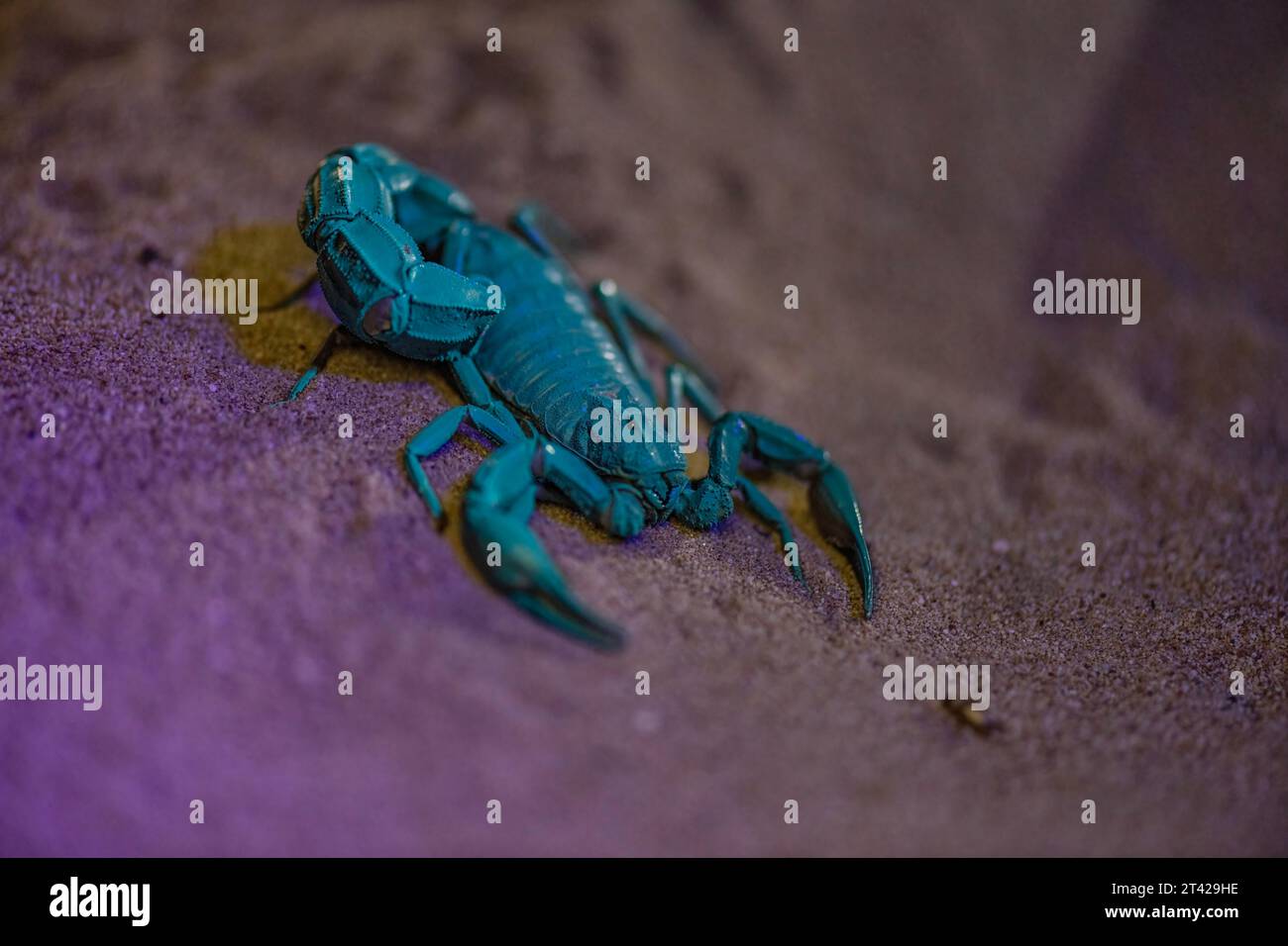 A vivid blue scorpion is perched atop a vibrant purple surface with its ...