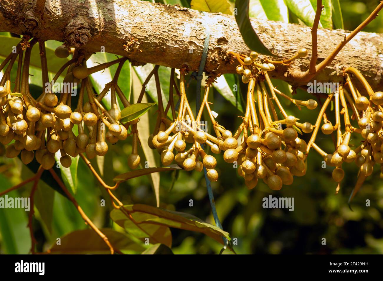 Durian flower buds (Durio zibethinus), king of fruits, blooming from ...