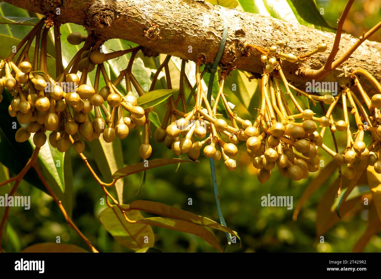 Durian flower buds (Durio zibethinus), king of fruits, blooming from ...