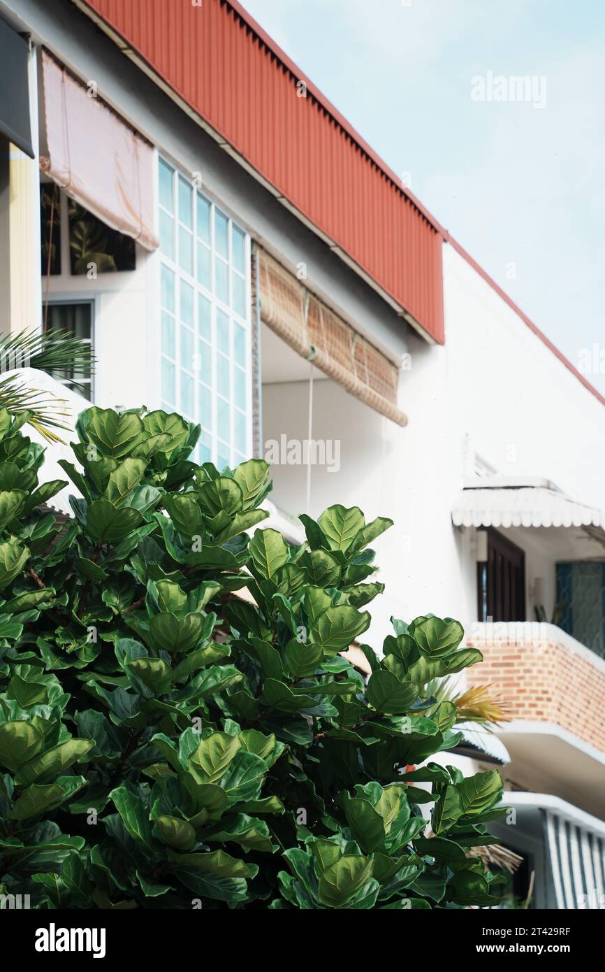A red octagon-shaped stop sign in front of a white building with lush ...