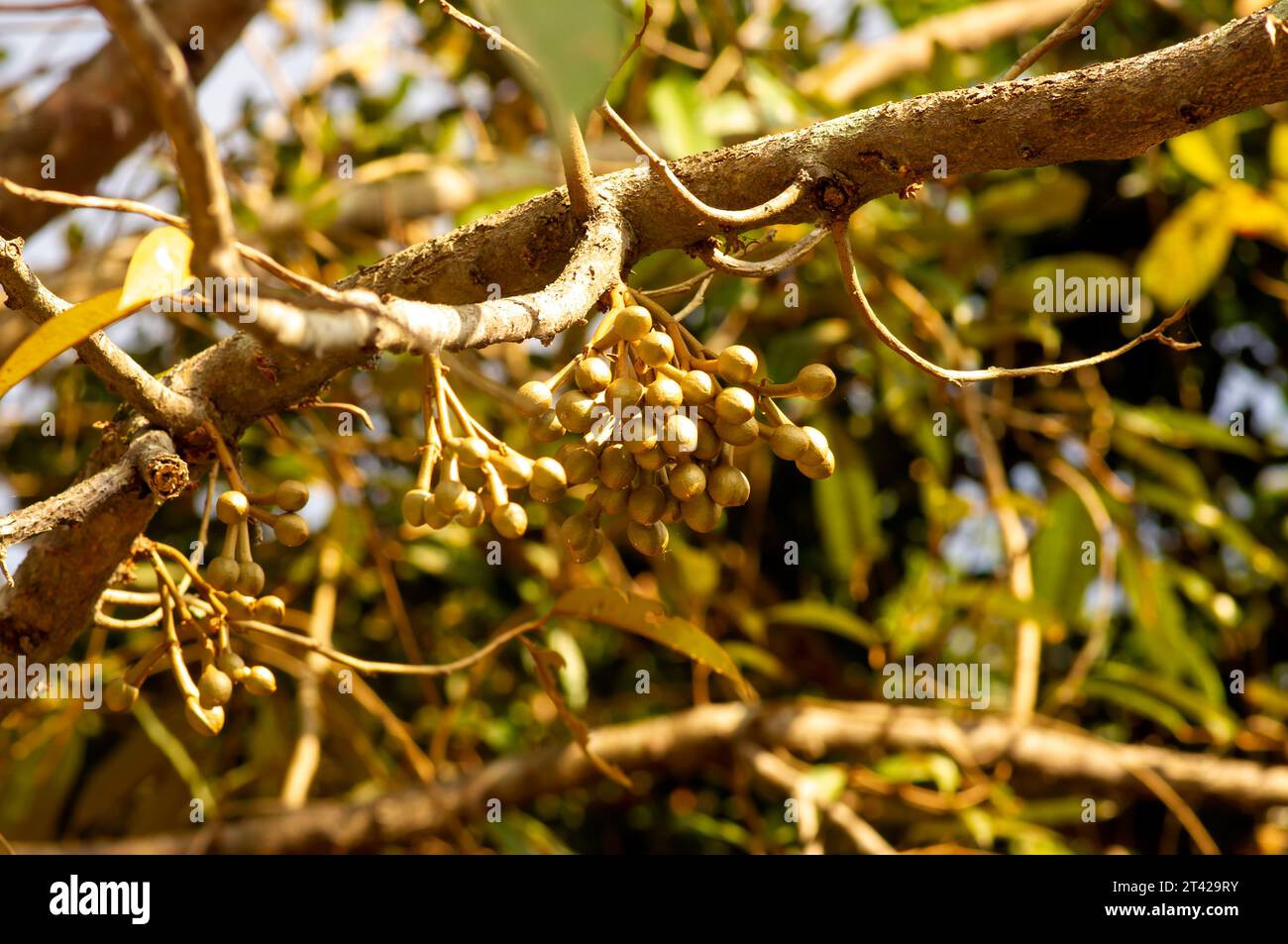 Durian flower buds (Durio zibethinus), king of fruits, blooming from ...