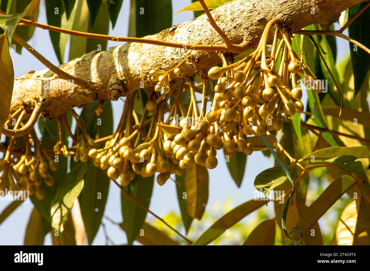 Durian flower buds (Durio zibethinus), king of fruits, blooming from ...