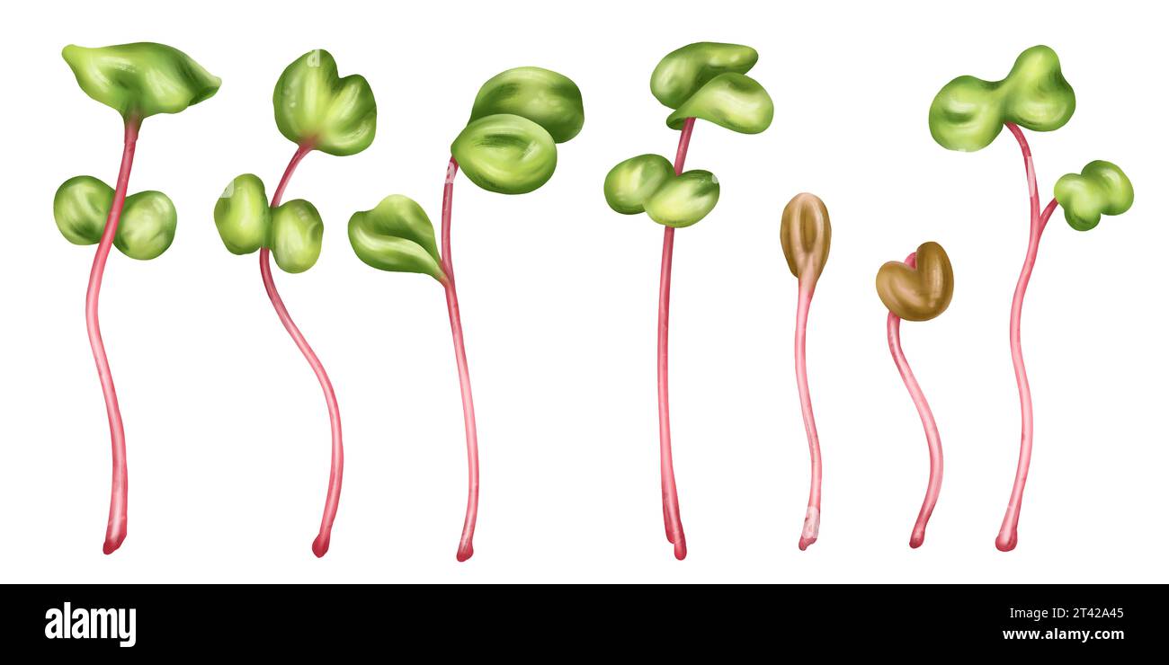 Illustration of a micro-green radish in watercolor style. Young seed ...