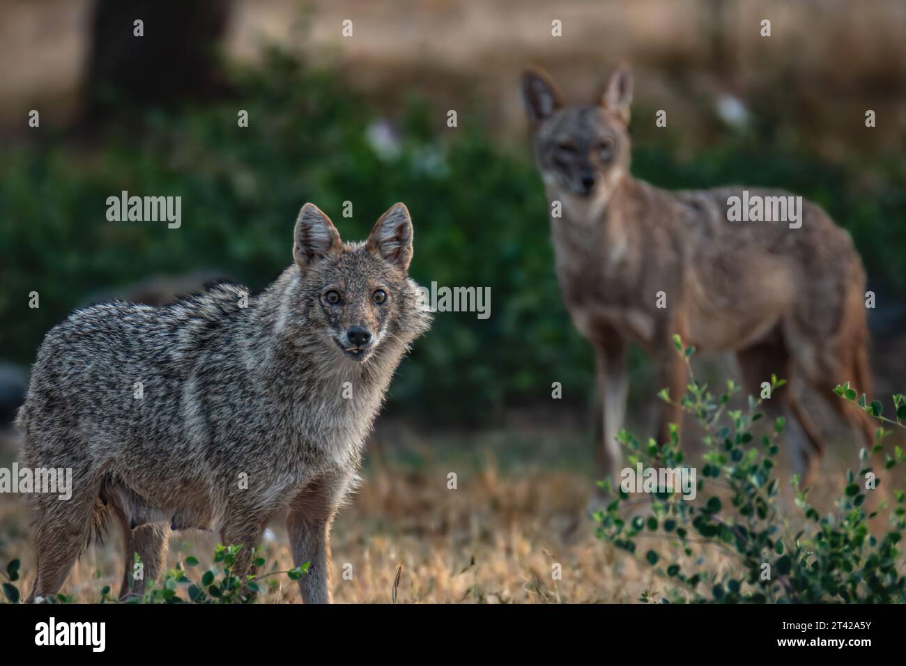 Two wild animals in a natural outdoor setting, standing in a grassy ...