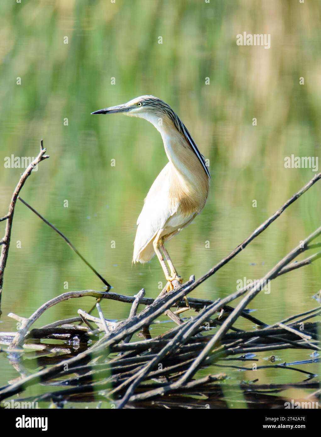A small bird perched atop a branch in the shallow waters of a lake, the ...