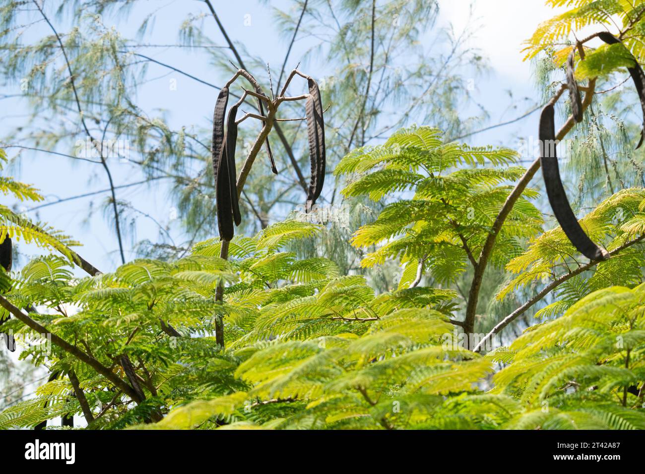 Long dark coloured seed pods hang from branch of tropical flamboyant ...
