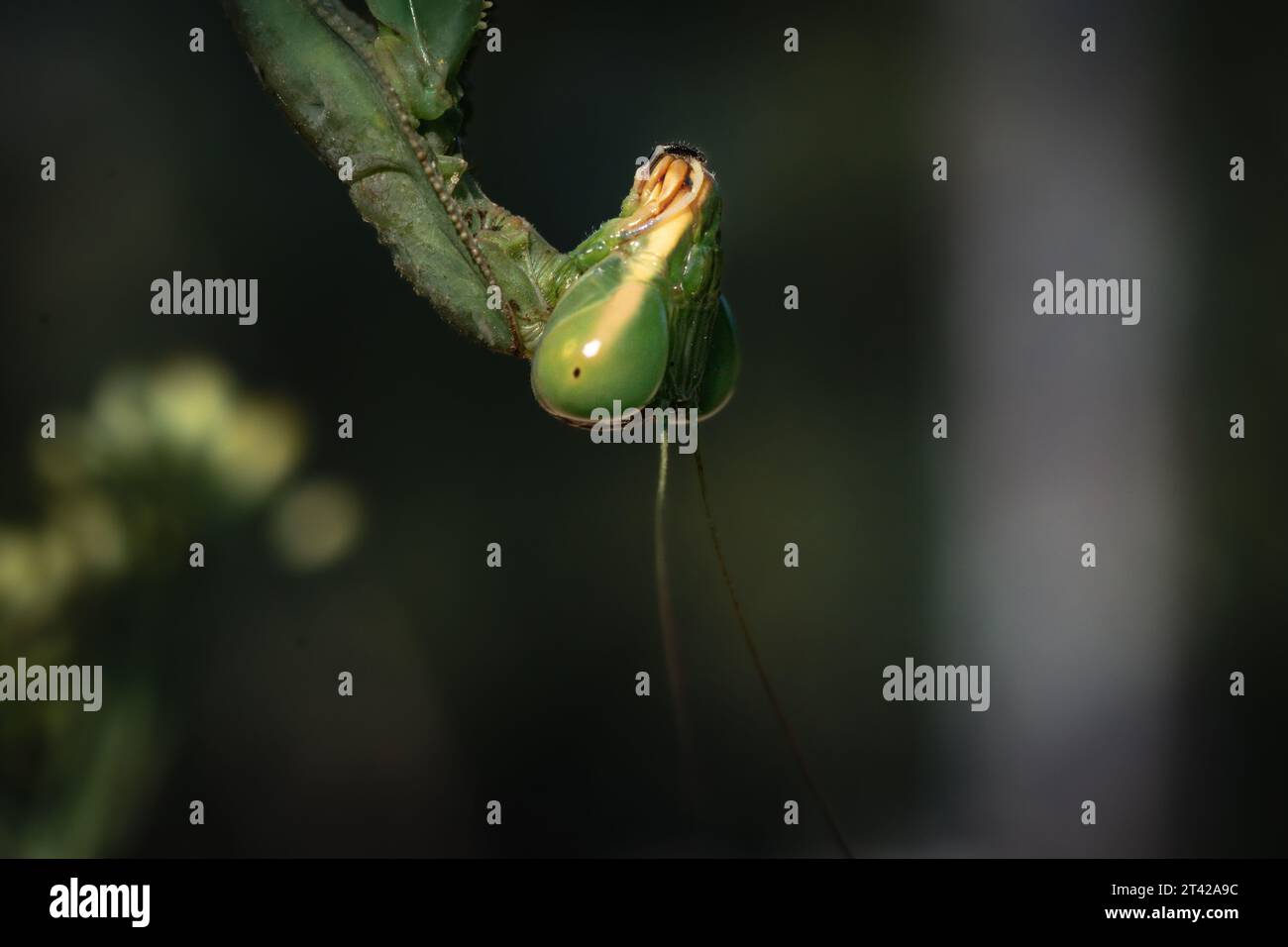Thin long legs hi-res stock photography and images - Alamy
