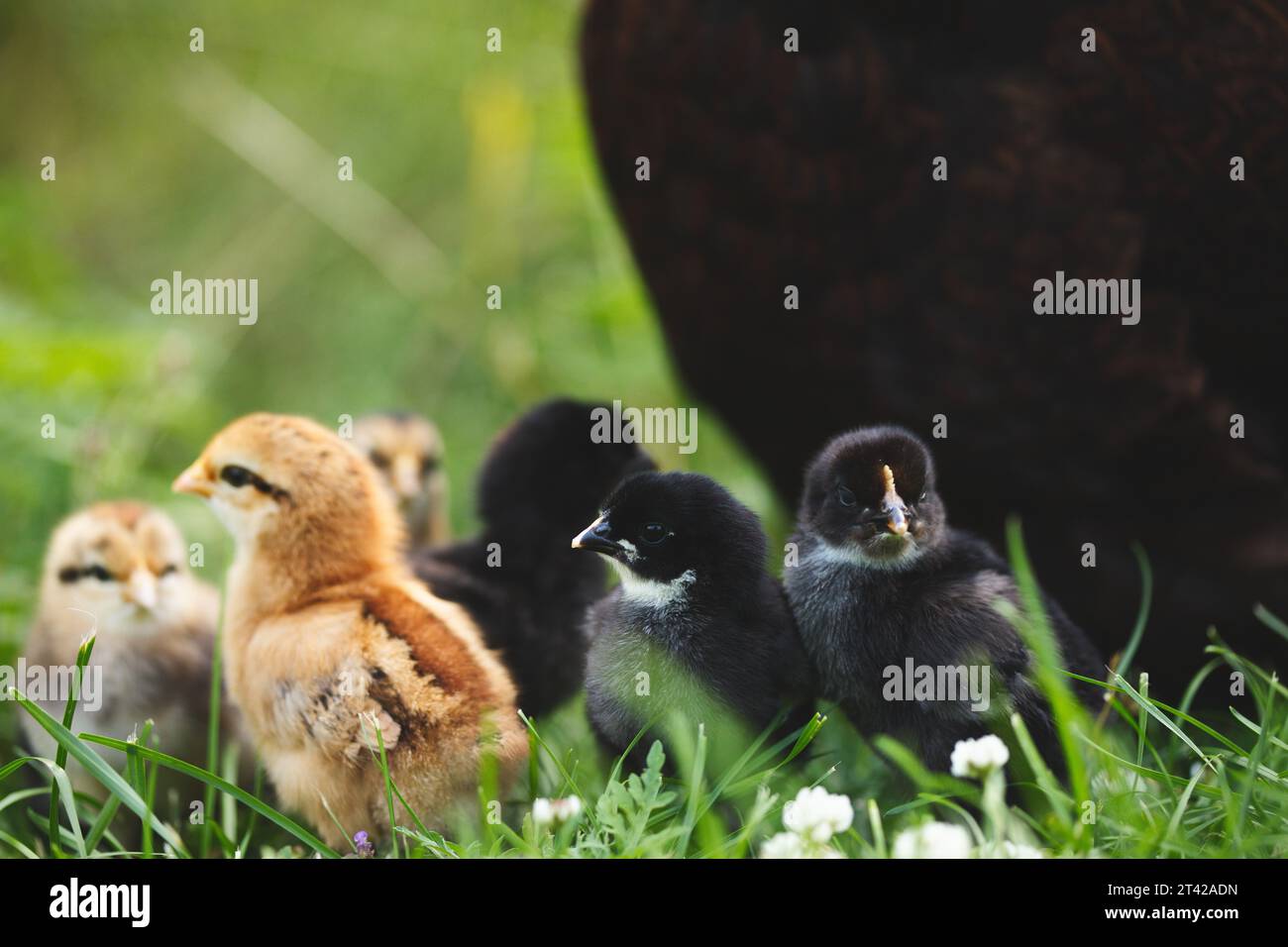 Three chickens of varying sizes standing in a grassy field surrounded ...