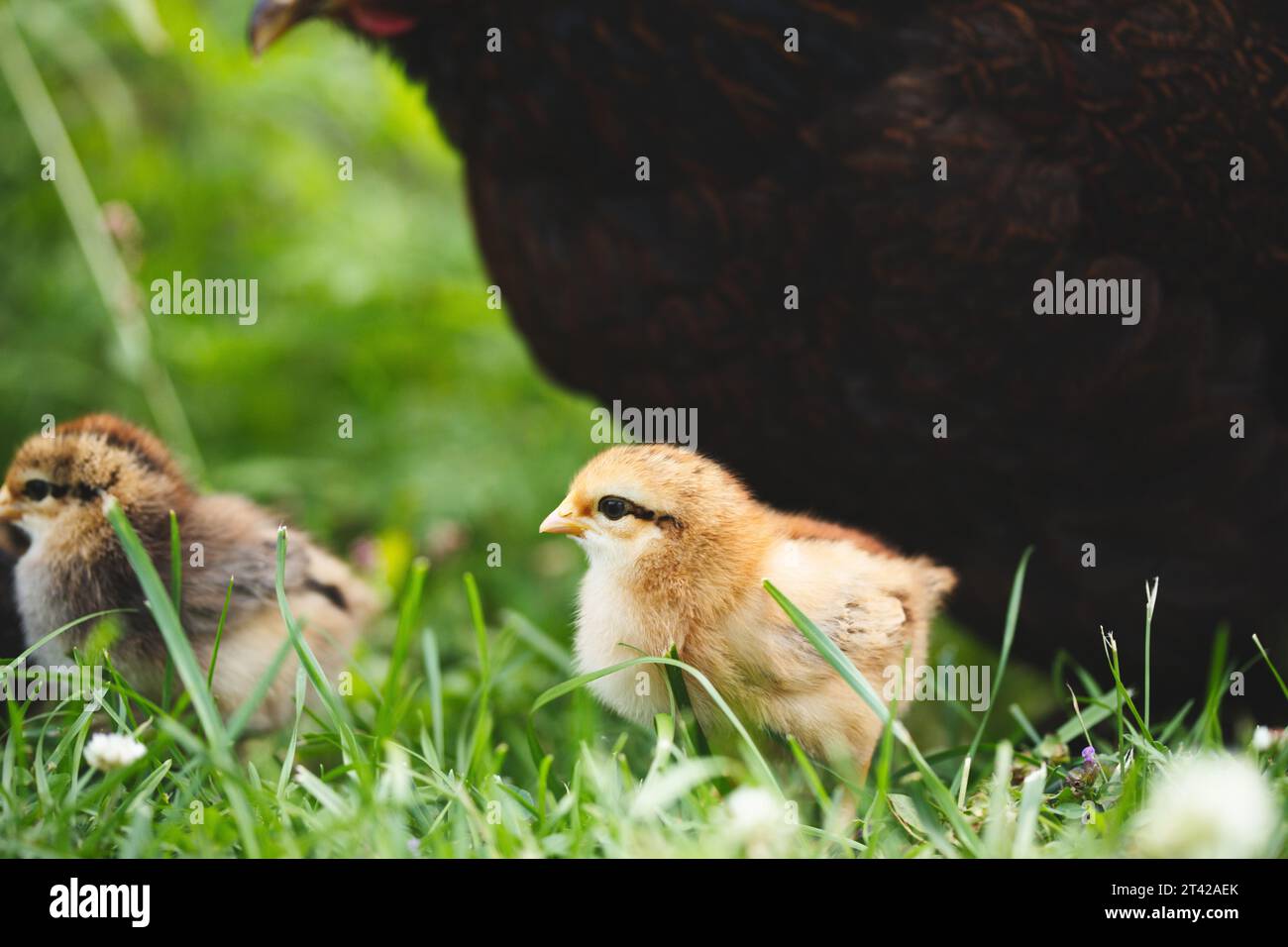 A mother hen and two chicks nestled in a grassy meadow, surrounded by ...