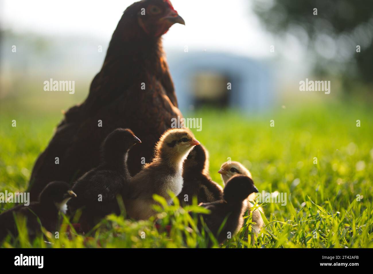 Chickens family hi-res stock photography and images - Alamy