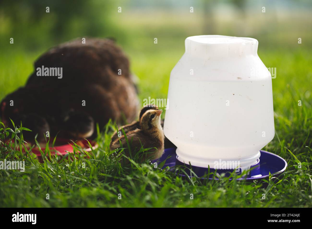 An adorable mother duck and her young duckling drinking from a jug of ...