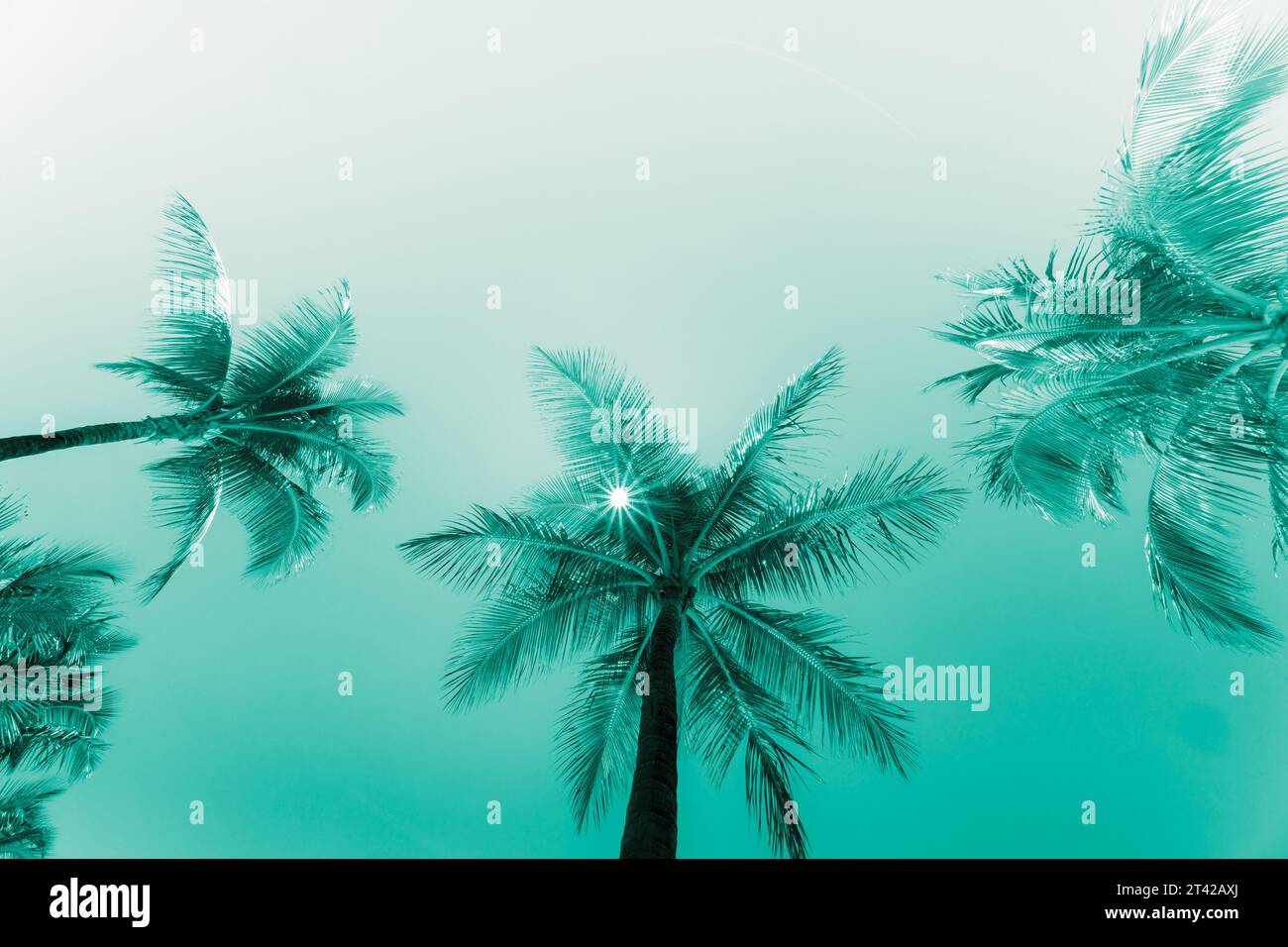 Tropical palm trees image faded and in retro mono-tones converging and ...