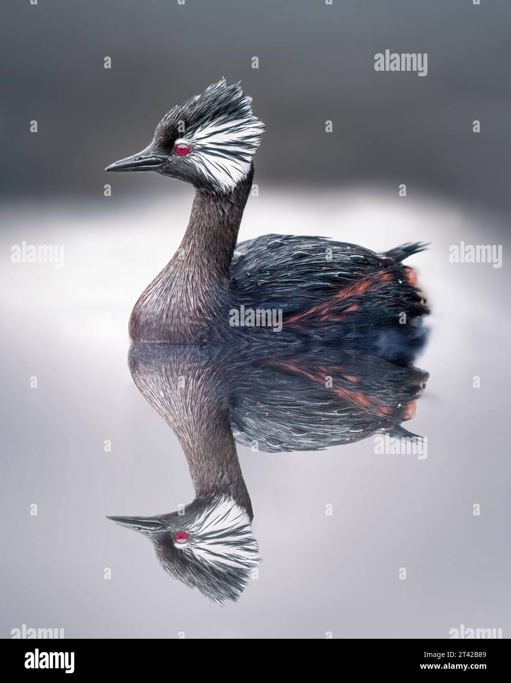 An isolated image of a blue aquatic bird with red eyes perching on the ...
