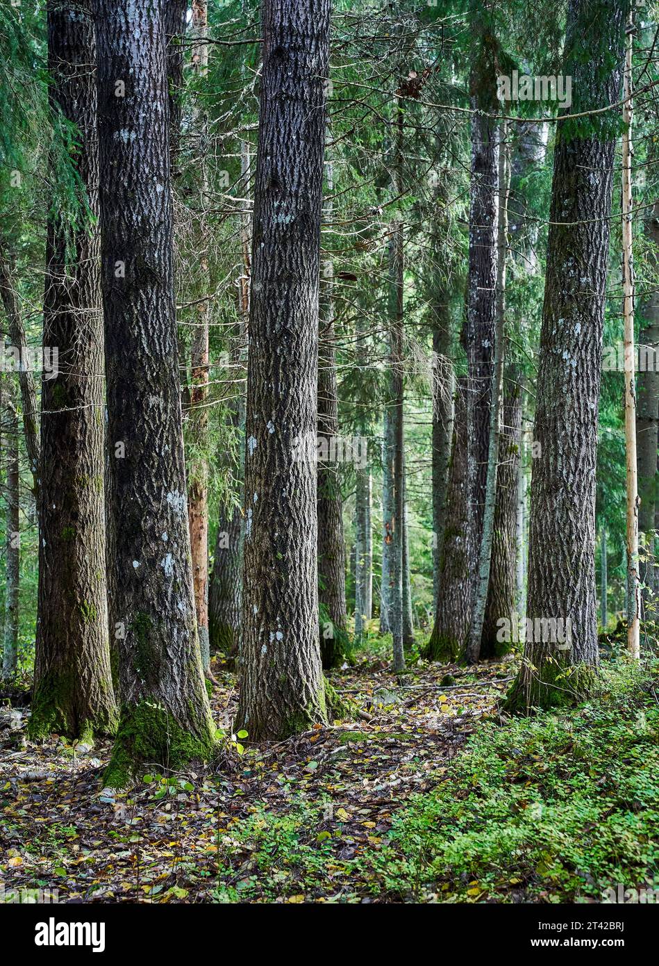 A scenic view of a forest pathway lined with tall, leafless trees Stock ...