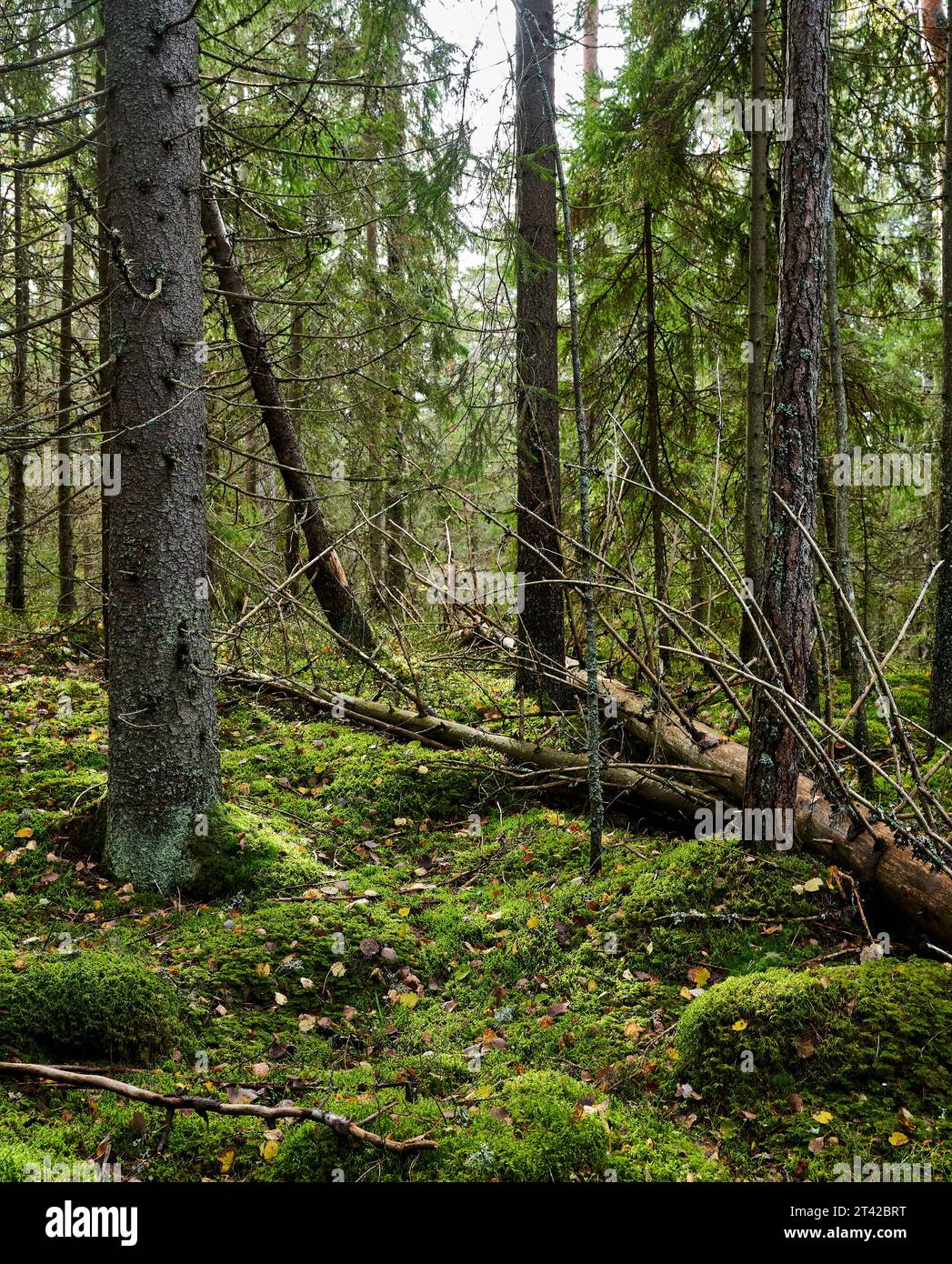 A scenic image of nature in a forest environment Stock Photo - Alamy