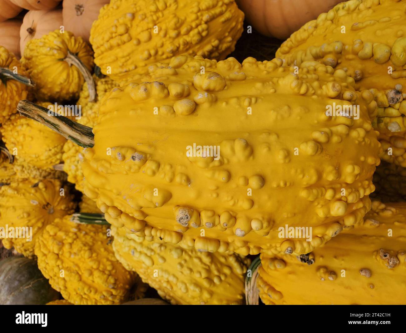 Close up of a yellow gourd with unique surface Stock Photo - Alamy