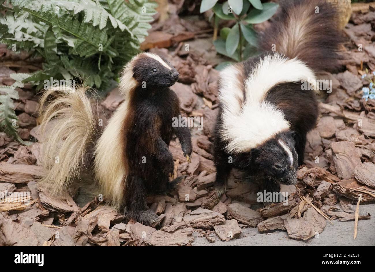 Skunks hi-res stock photography and images - Alamy